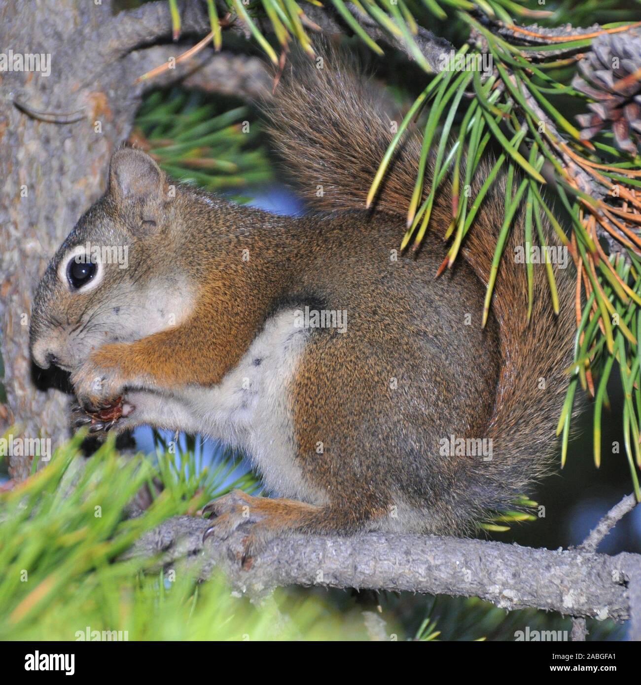 cute squirrel Stock Photo - Alamy