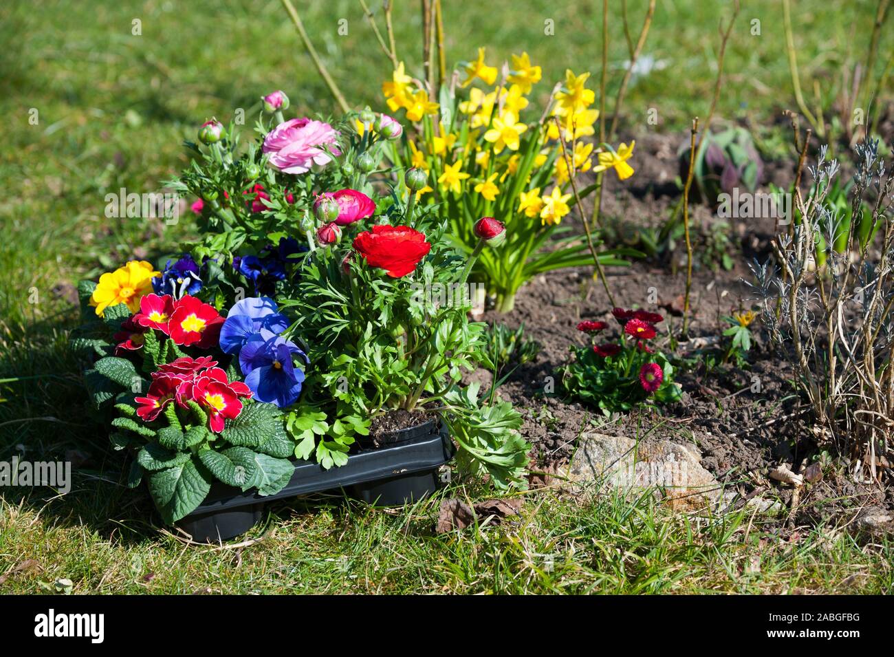 Different spring flower plants in a garden Stock Photo - Alamy