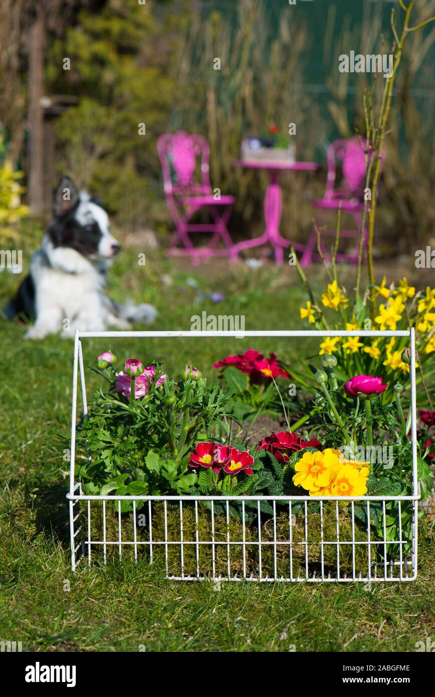 Different spring flower plants in a garden Stock Photo - Alamy