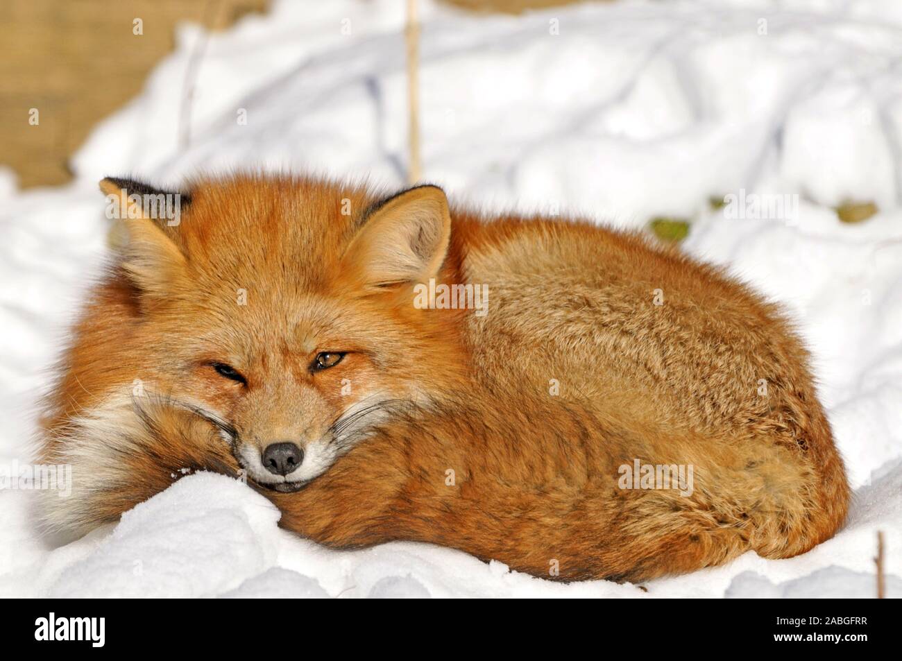 Rotfuchs liegend im Schnee Stock Photo - Alamy