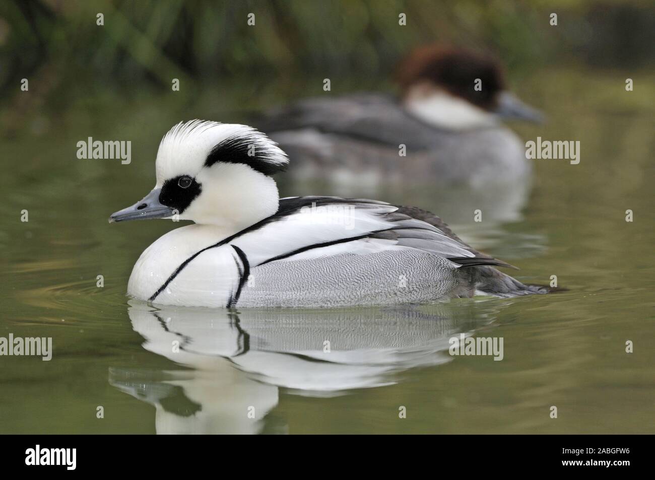 Zwergsaeger,Mergus albellus,Smew,swimming on lake,male,Captive Stock ...