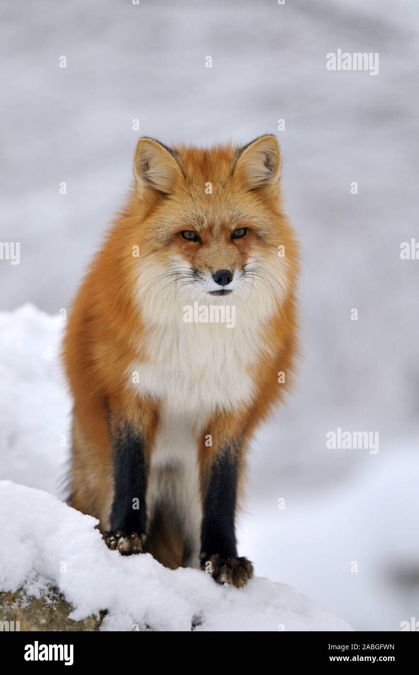 Rotfuchs,animal, animals, beast of prey, beasts of prey, Blick in ...