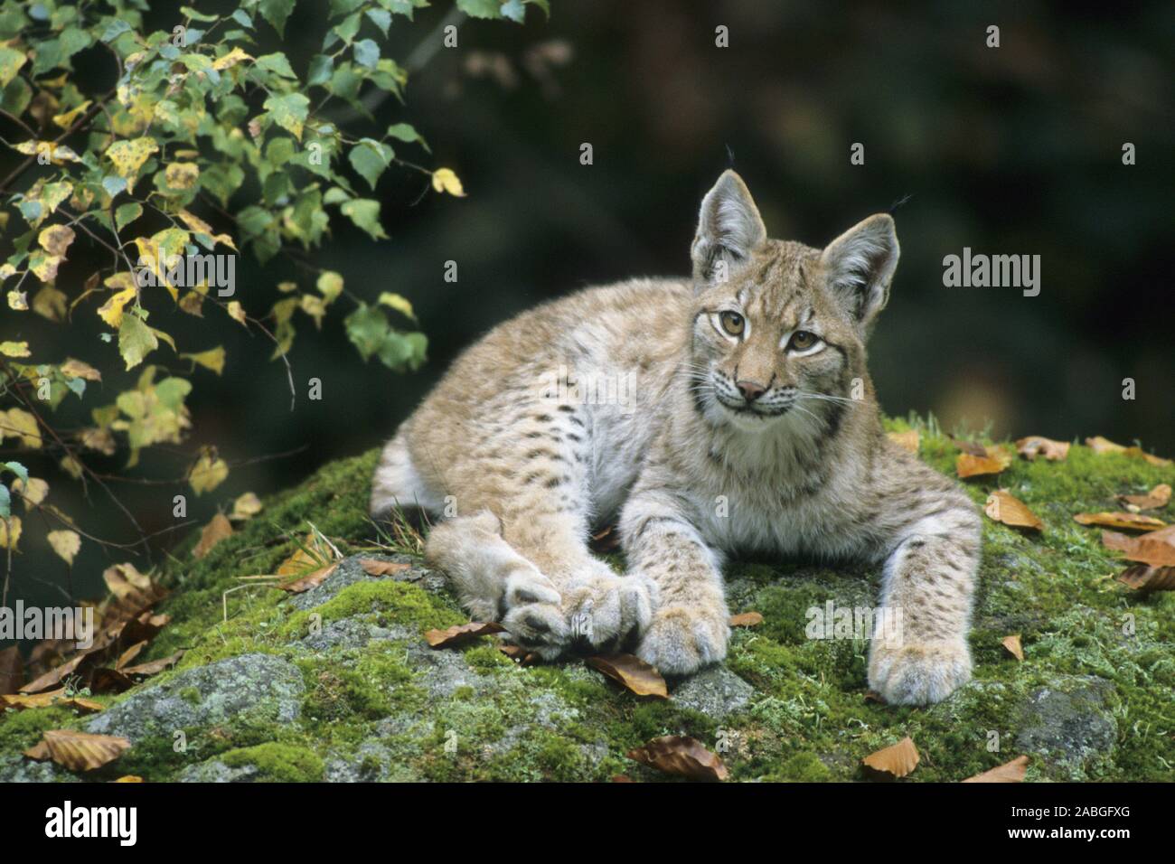 Europaeischer Luchs, European Lynx, Lynx lynx, Bayerischer Wald ...