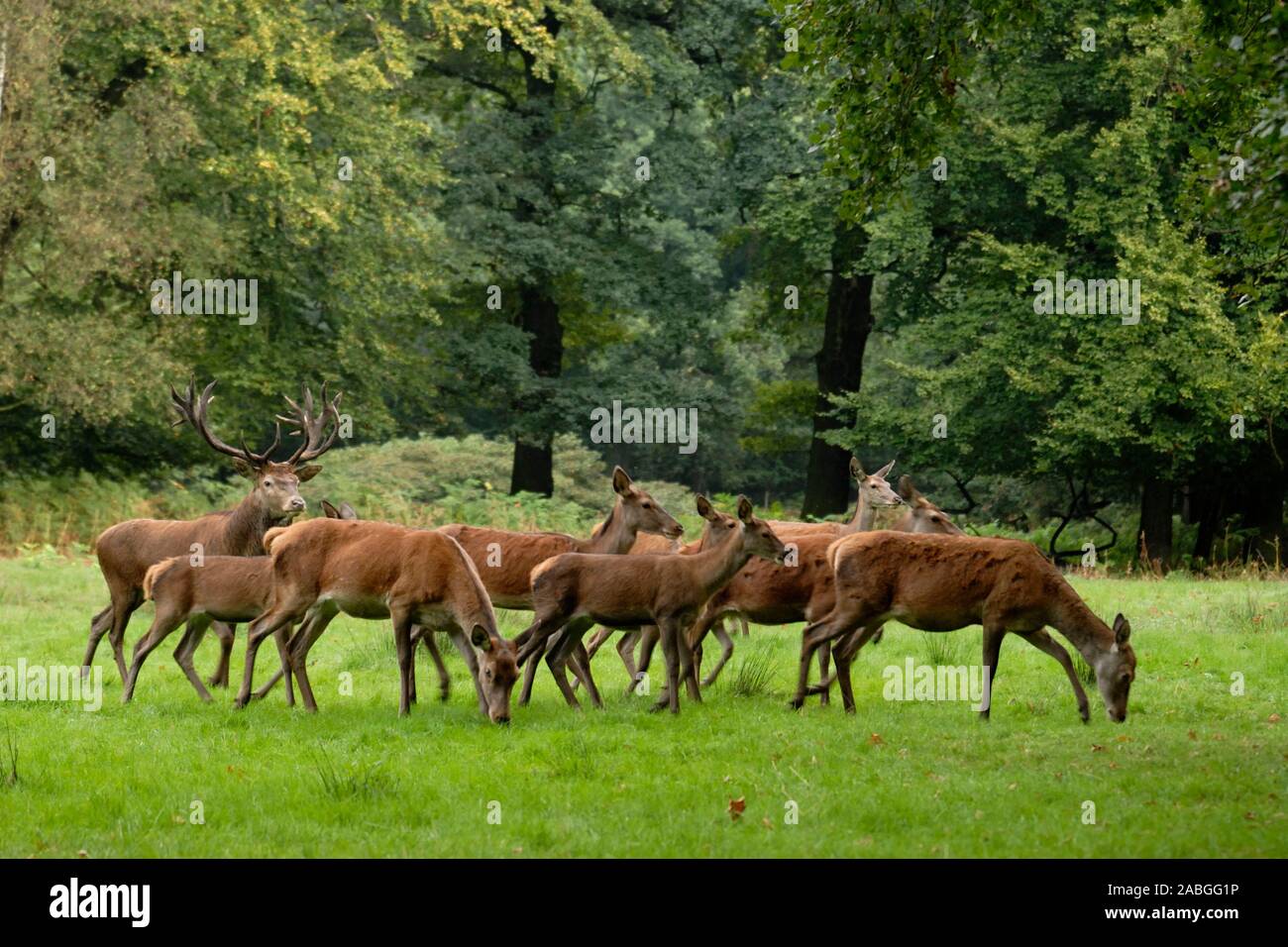 Rothirsch, Cervus elaphus, Hirsch treibt Rudel Stock Photo - Alamy