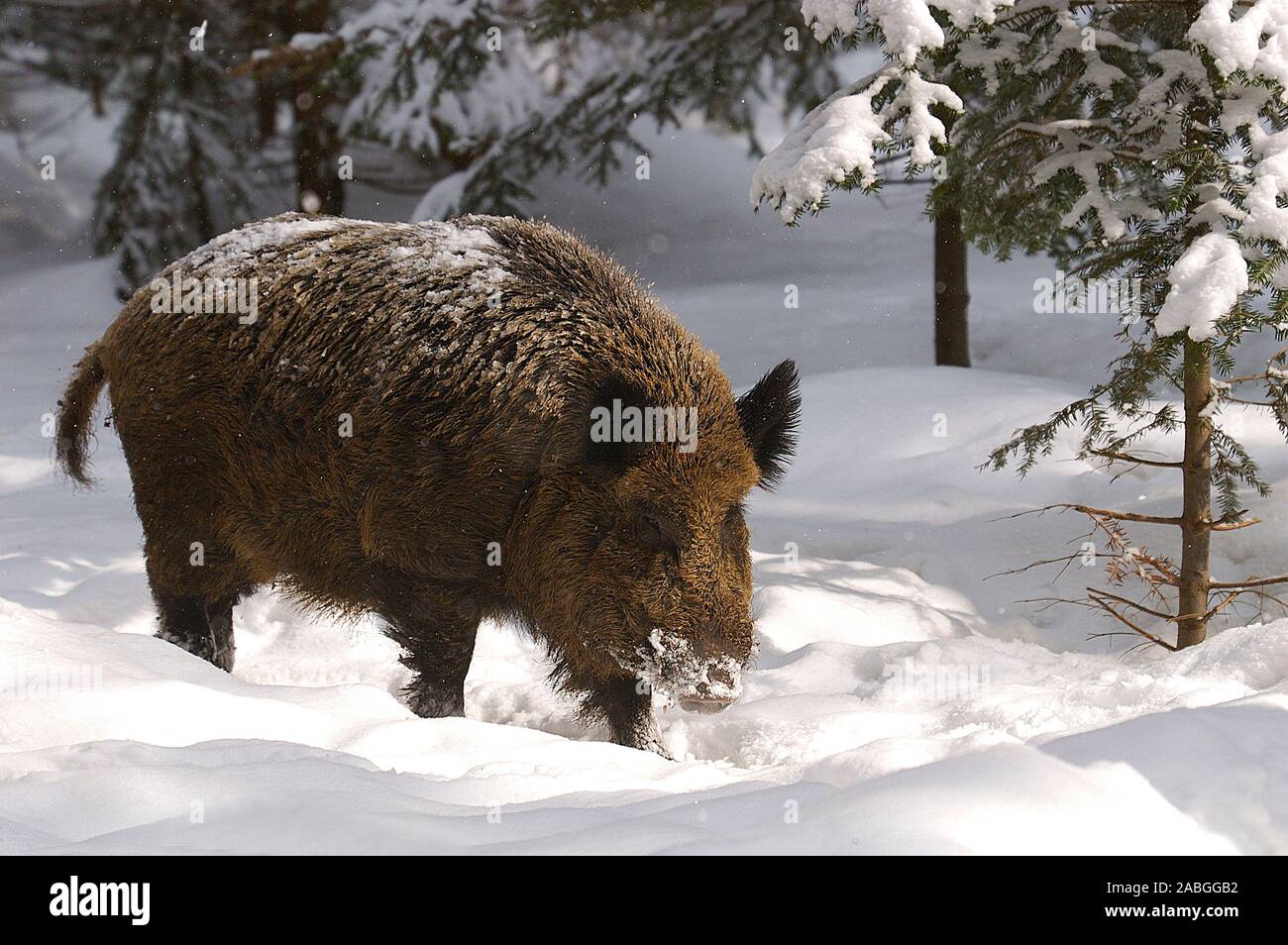 Wildschwein im Wald / Keiler / Sus crofa / Wild boar in Wintertime ...