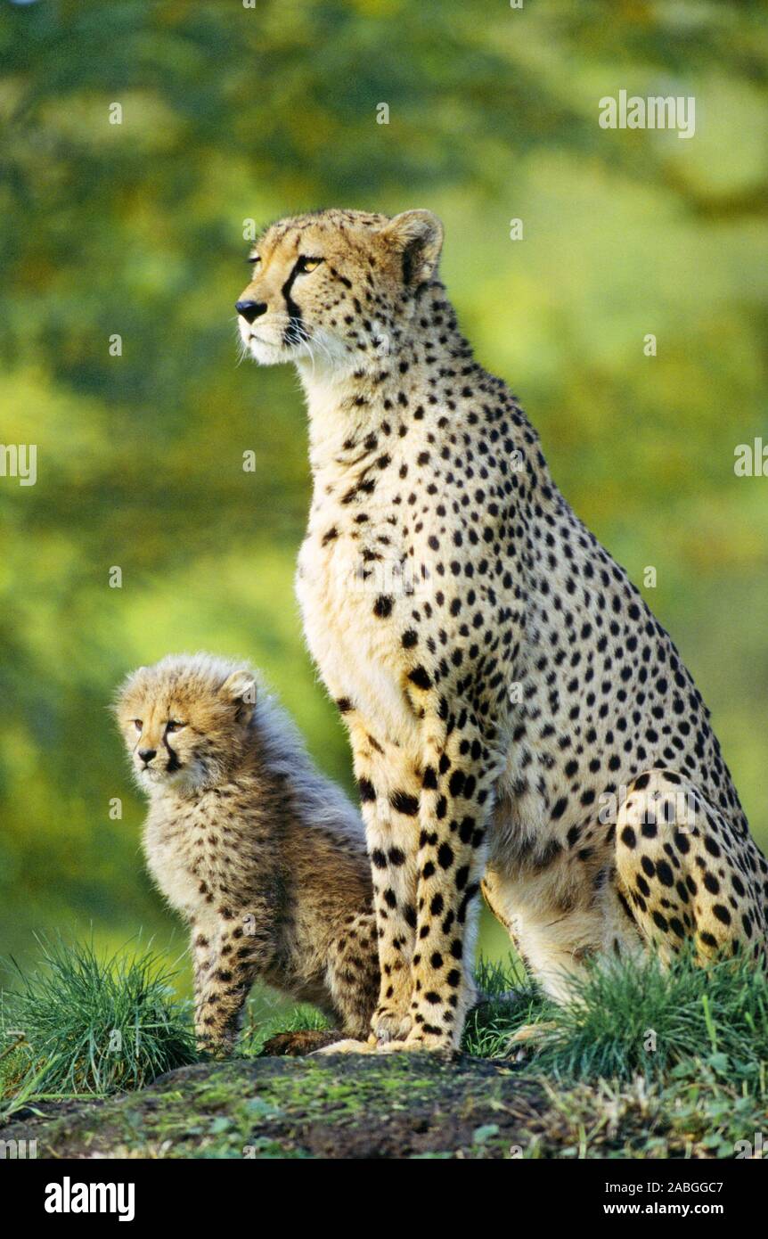 Tiere, Saeugetiere, Raubtiere, Geparden, Junge Geparden, Cheetah ...