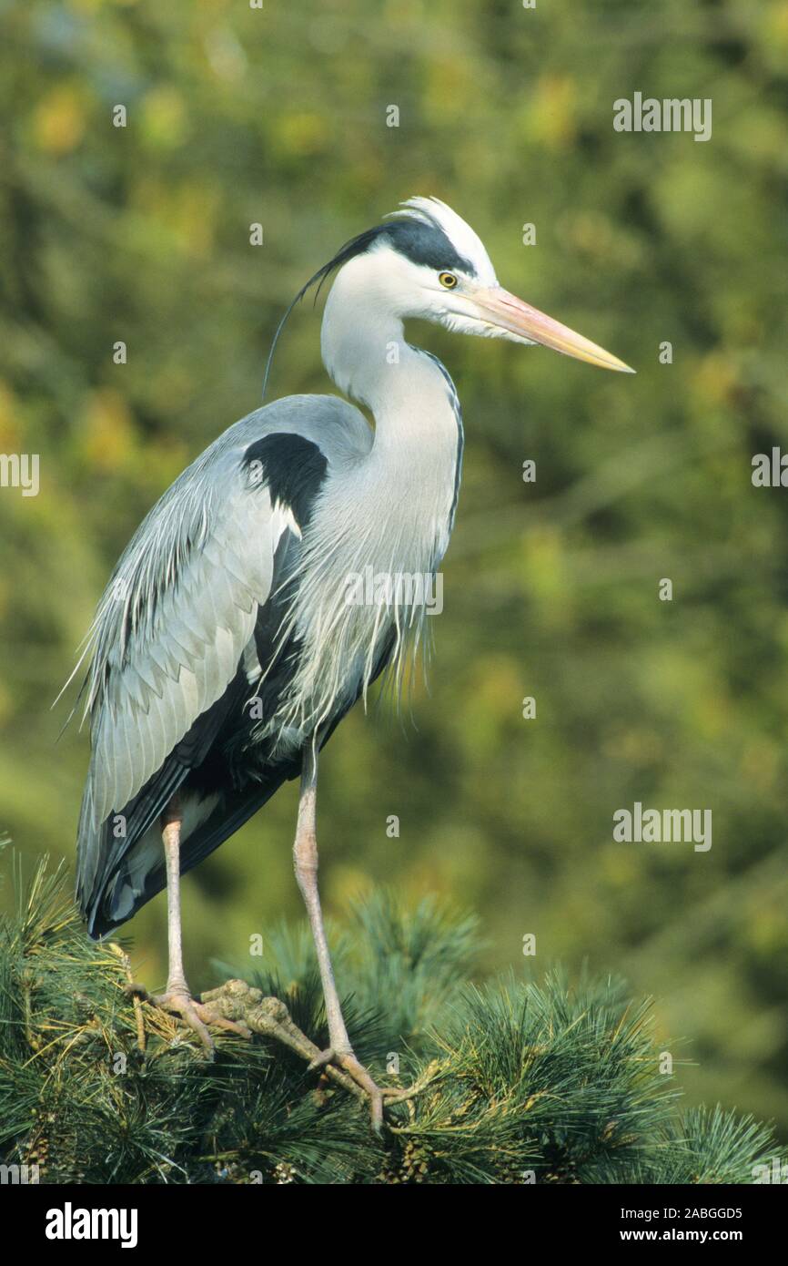 Graureiher - Fischreiher Stock Photo - Alamy
