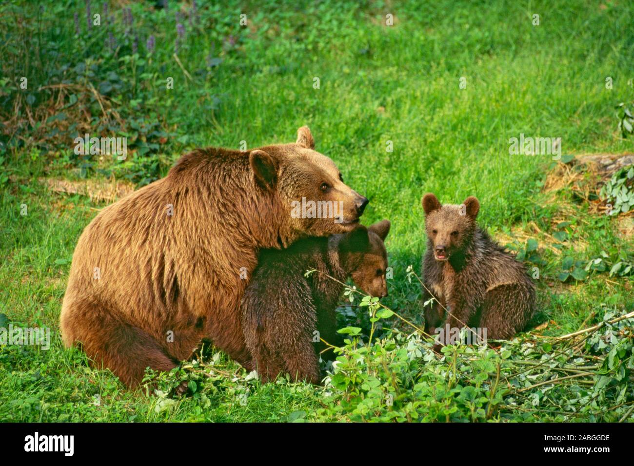 Tiere, Saeugetiere, Baeren, Baer, European Brown Baer, Europaeischer ...