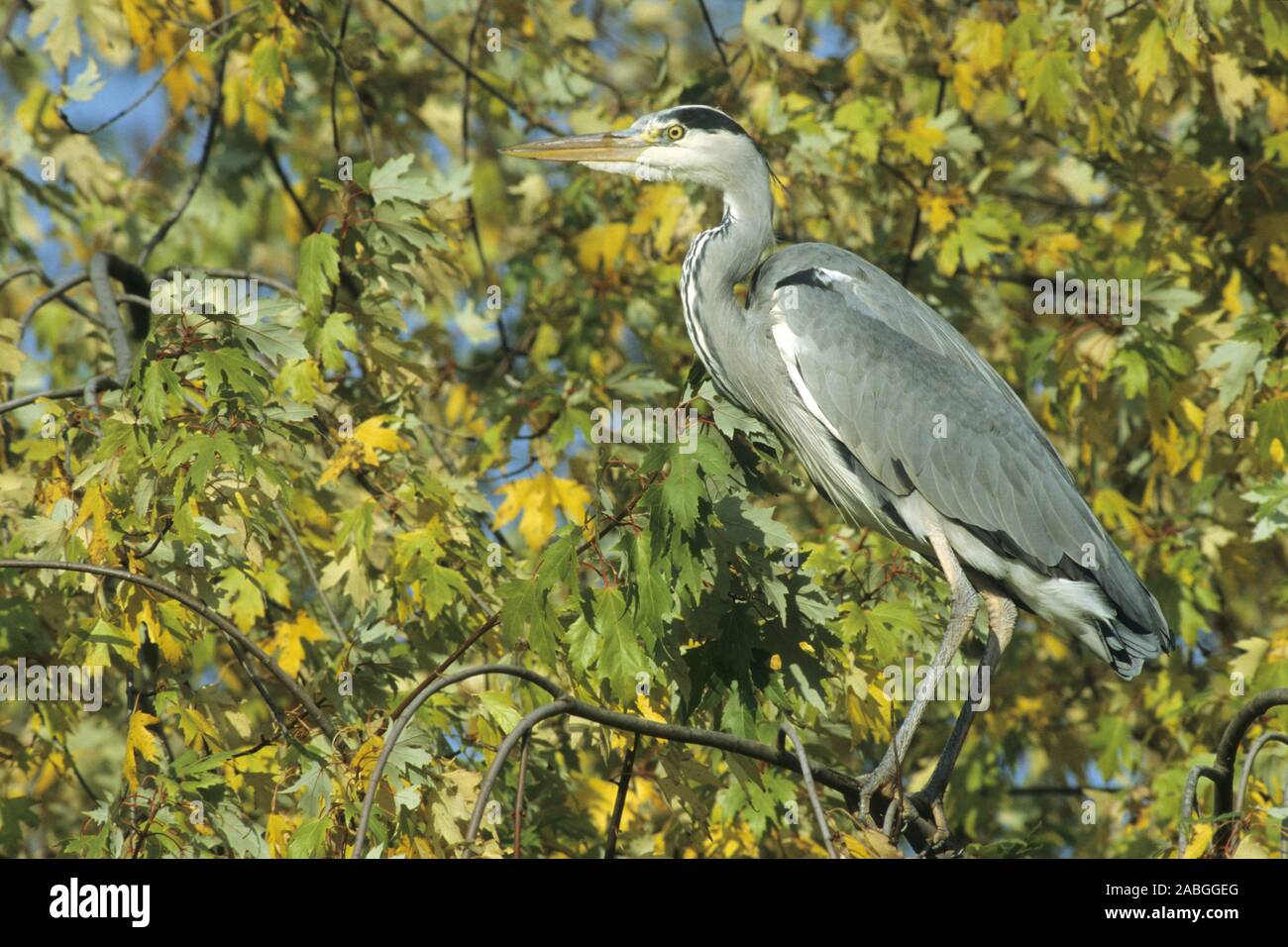 Graureiher - Fischreiher Stock Photo - Alamy