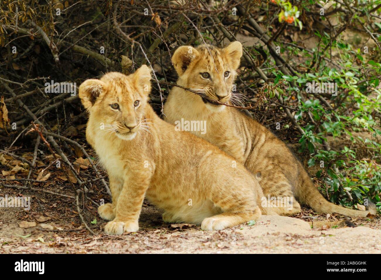 Loewe / Panthera leo / Lion / Prachtvoller Maehnenloewe / Etosha NP ...