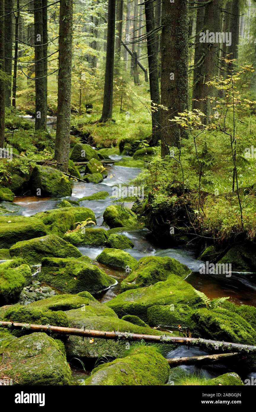 Auwald, Herbstwald, Bayerischer Wald, Germany Stock Photo - Alamy