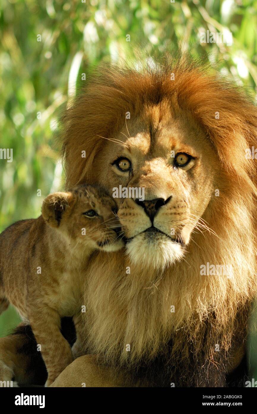 Loewe / Panthera leo / Lion / Prachtvoller Maehnenloewe / Etosha NP ...