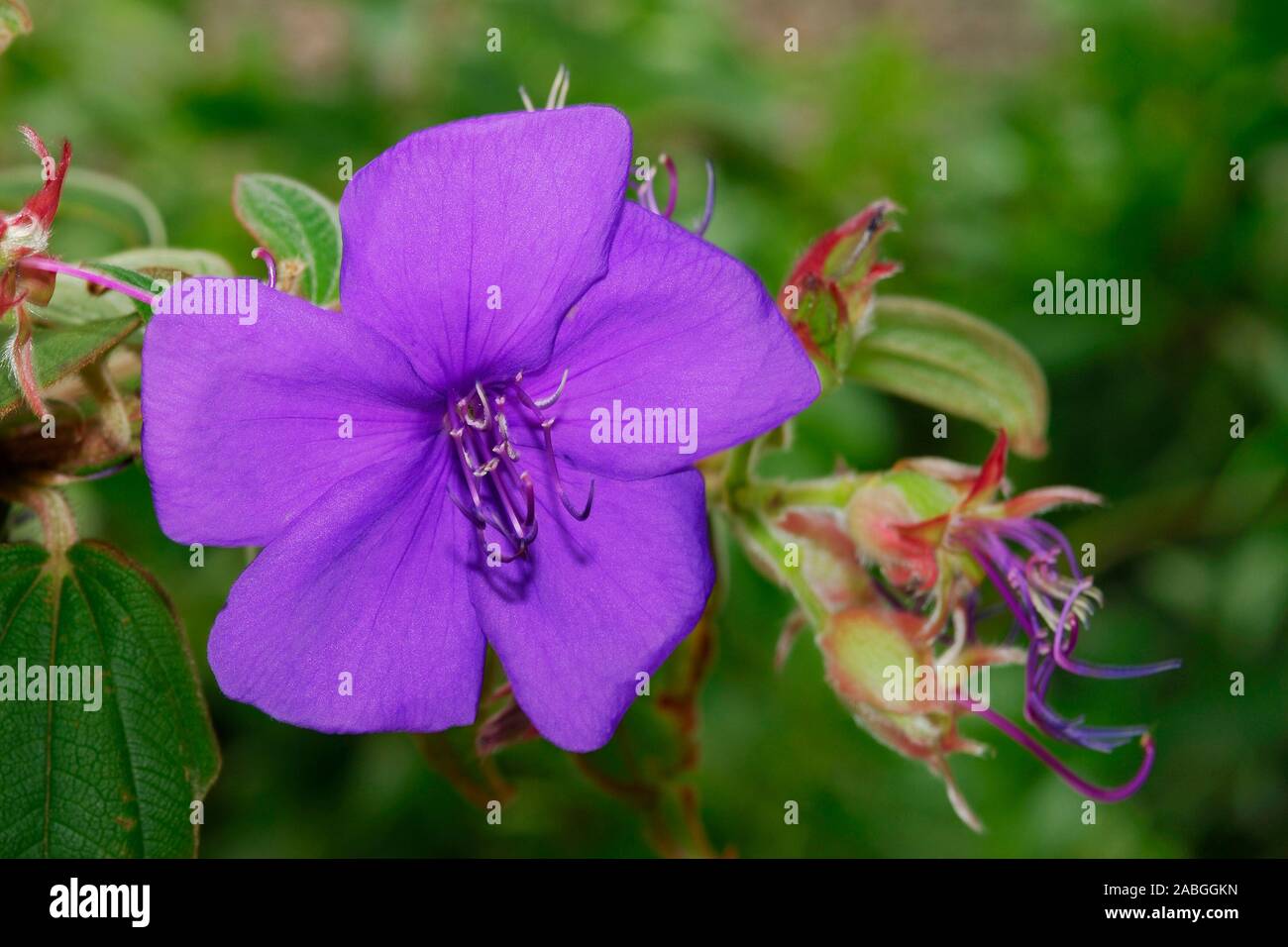 Prinzessinenblume, Tibouchina urvilleana, Princess Flower, Brasilien ...