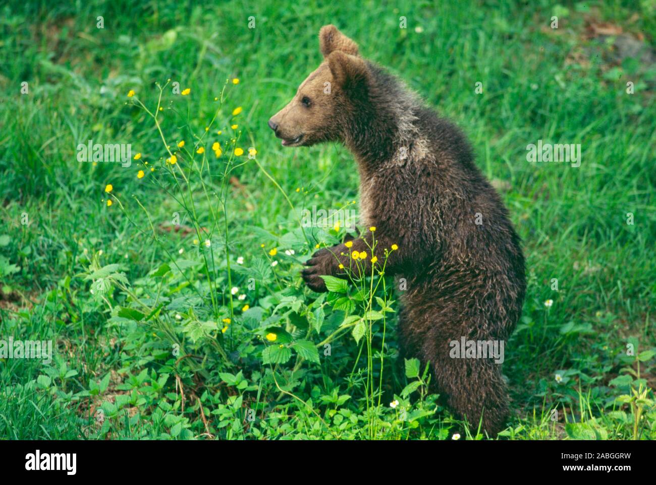 Tiere, Saeugetiere, Baeren, Baer, European Brown Baer, Europaeischer ...