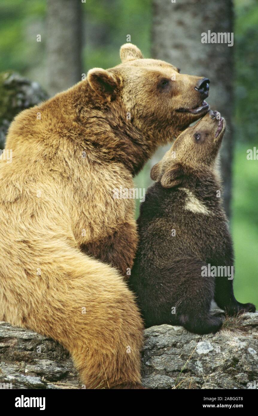 Tiere, Saeugetiere, Baeren, Baer, European Brown Baer, Europaeischer ...