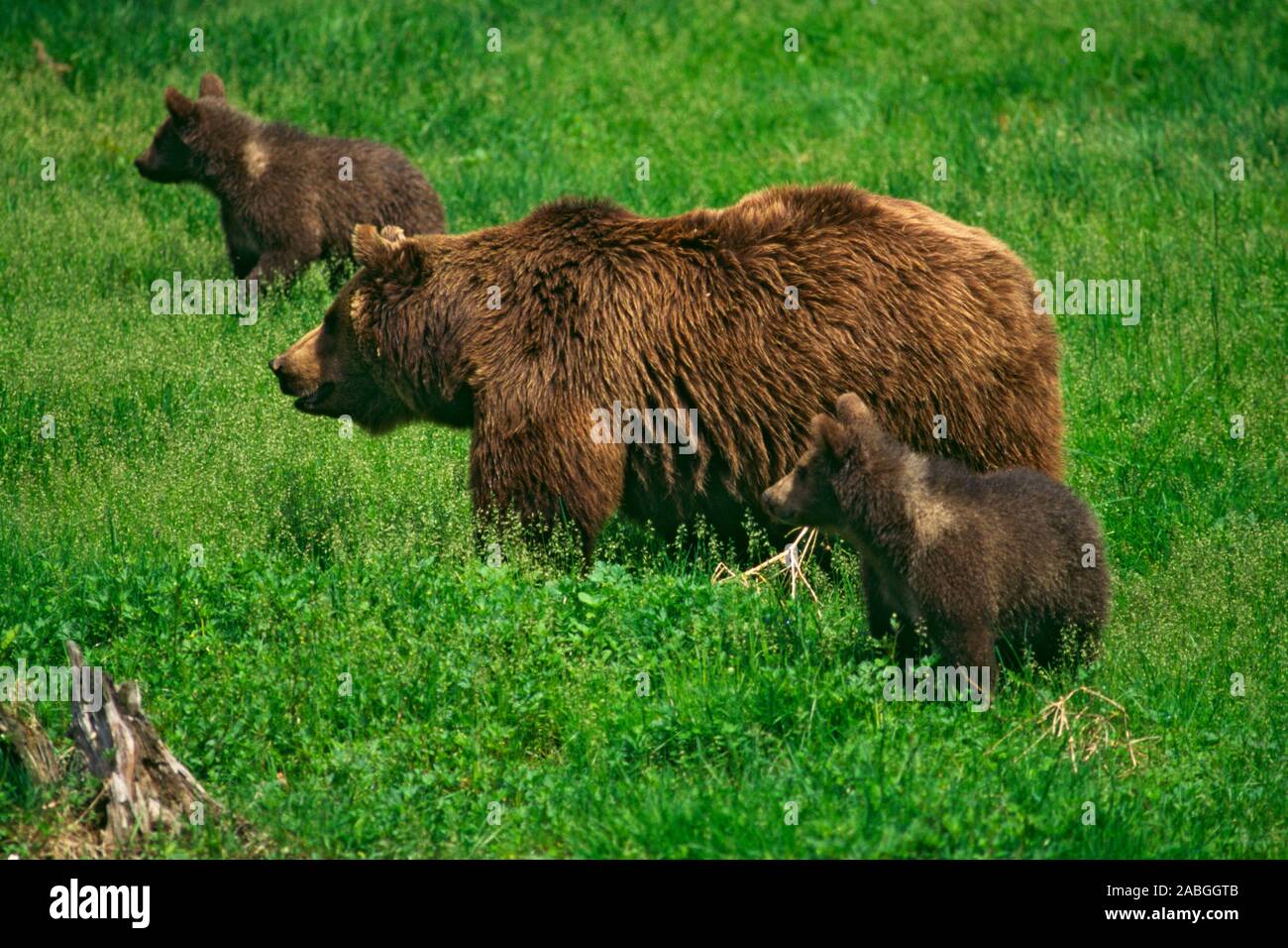 Tiere, Saeugetiere, Baeren, Baer, European Brown Baer, Europaeischer ...
