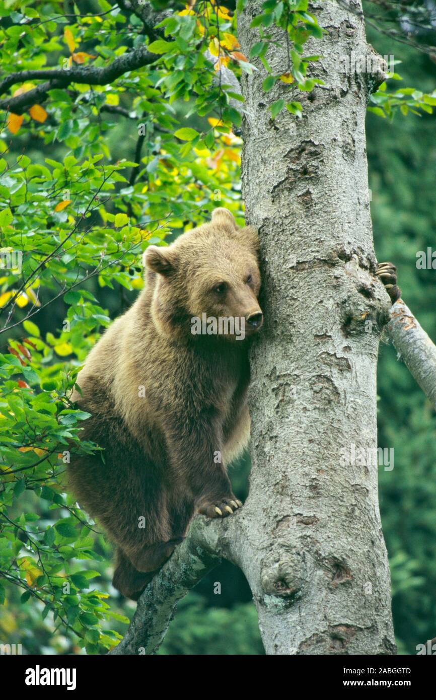 Baeren hi-res stock photography and images - Alamy