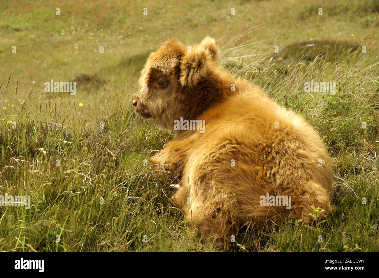 Galloway Rinder High Resolution Stock Photography and Images - Alamy