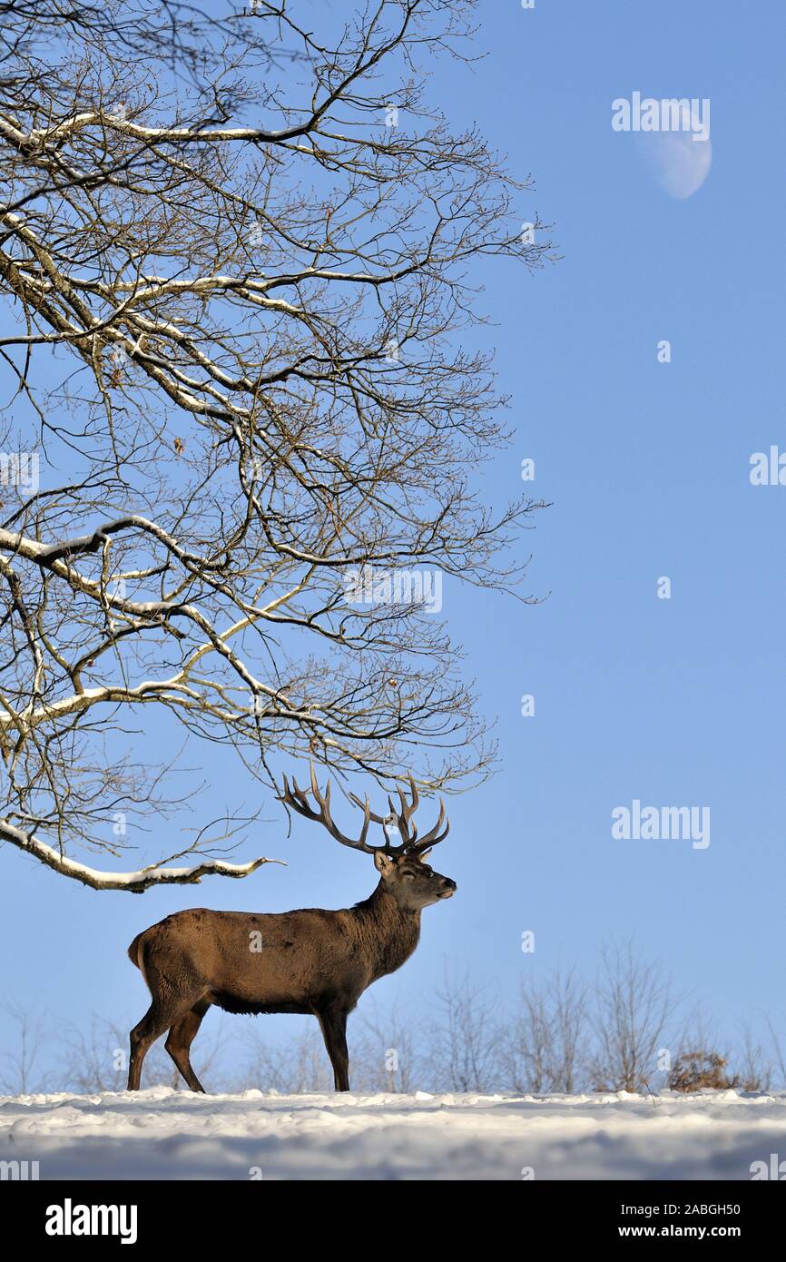 Rothirsch im Winter Stock Photo - Alamy
