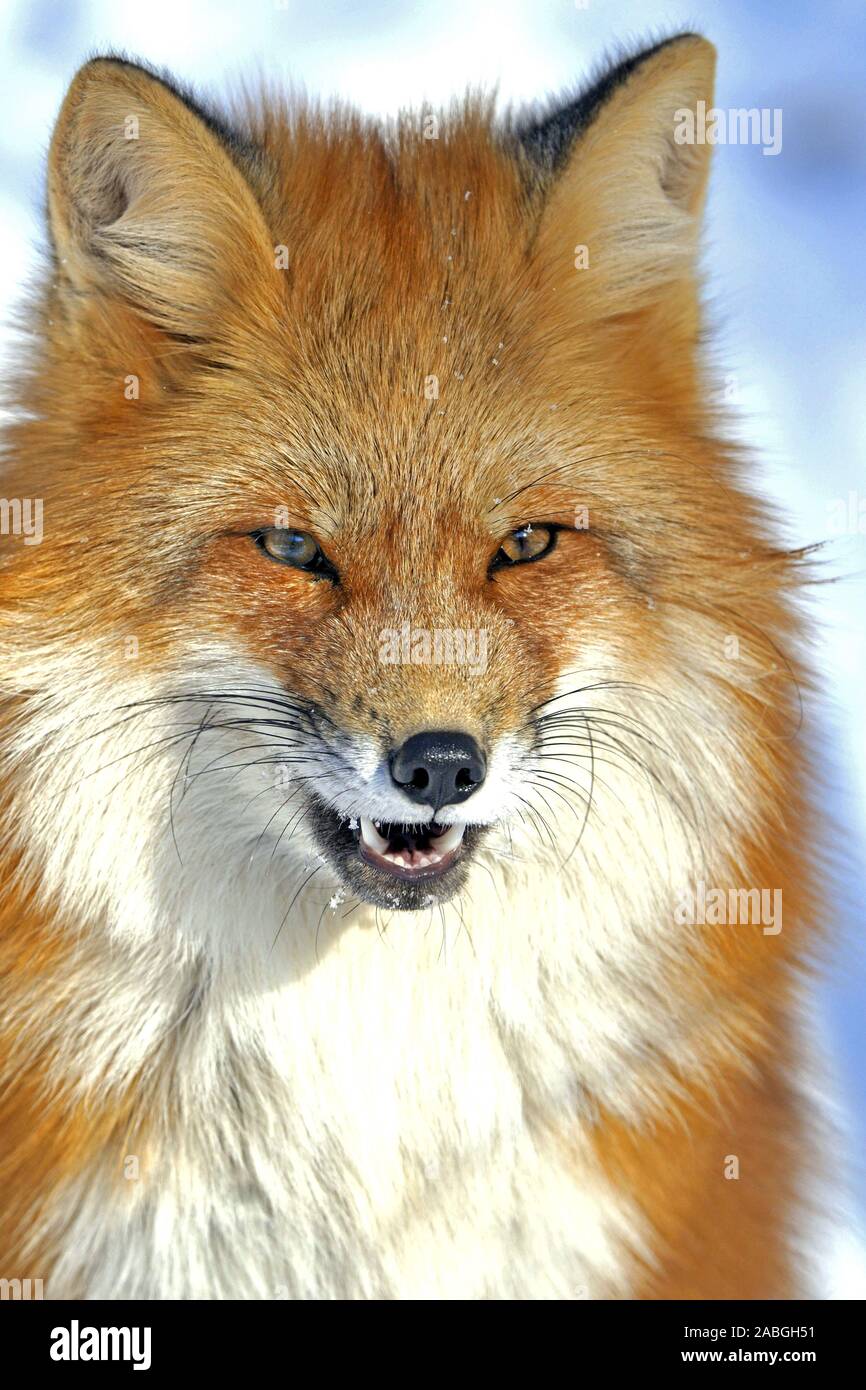 Fuchs im schnee hi-res stock photography and images - Alamy