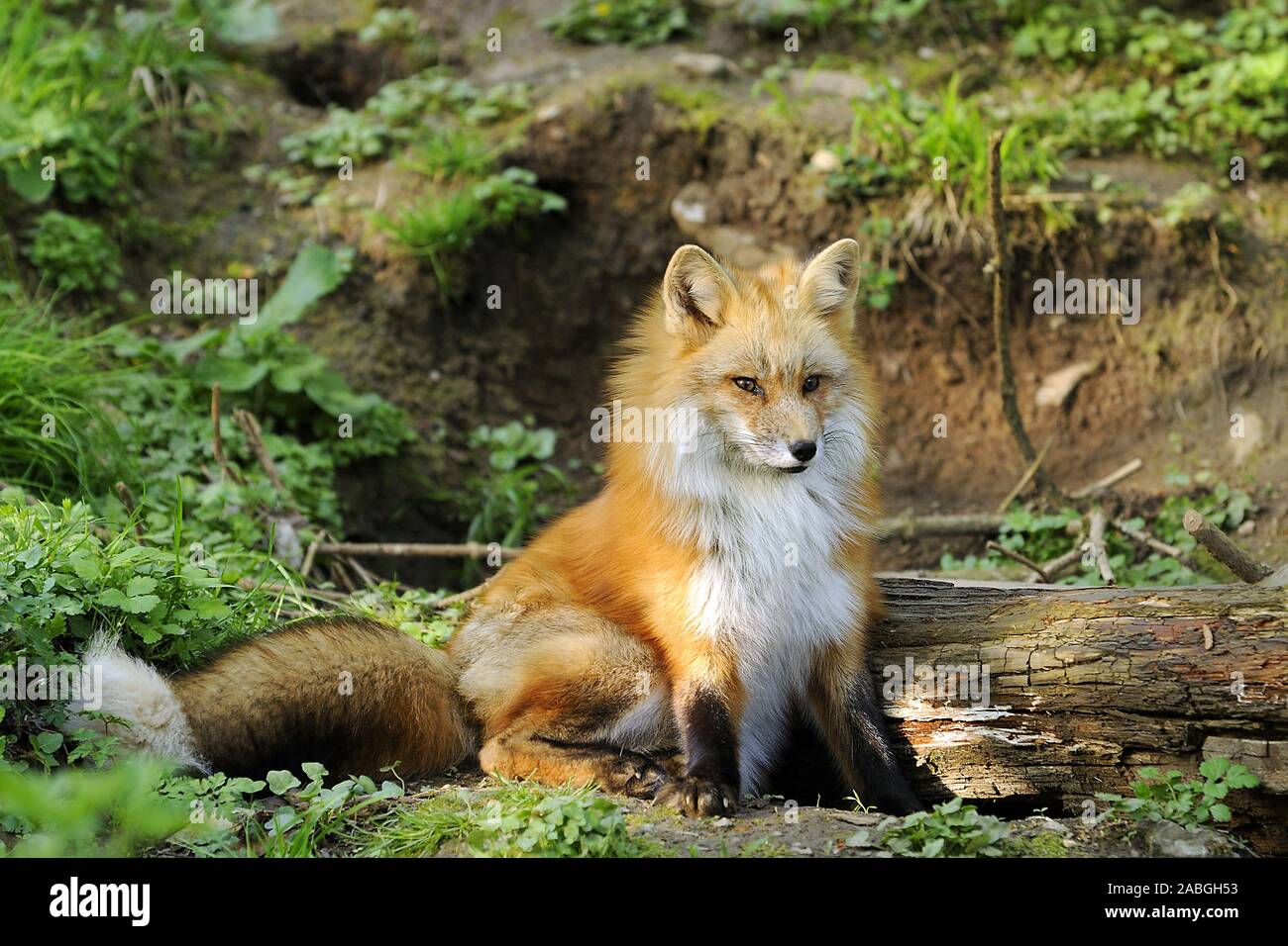 Rotfuchs sitzt vor seinem Bau, (Vulpes vulpes Stock Photo - Alamy