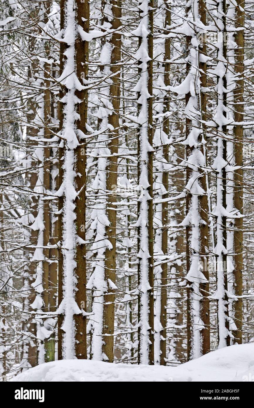 Verschneiter Wald im Winter Stock Photo - Alamy