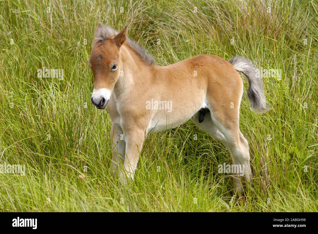 Tiere pony hi-res stock photography and images - Alamy