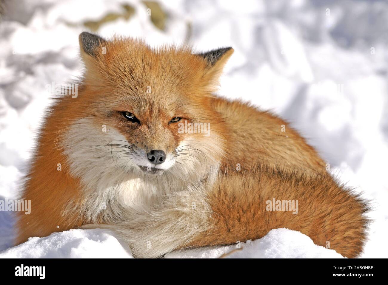 Rotfuchs im Winter, (Vulpes vulpes Stock Photo - Alamy