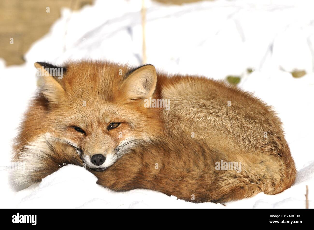 Rotfuchs im Winter, (Vulpes vulpes Stock Photo - Alamy