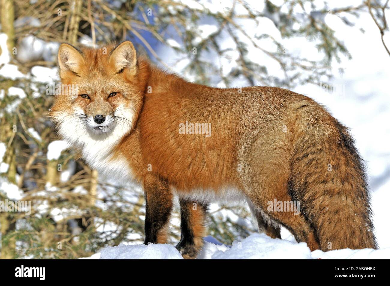 Rotfuchs im Winter, (Vulpes vulpes Stock Photo - Alamy