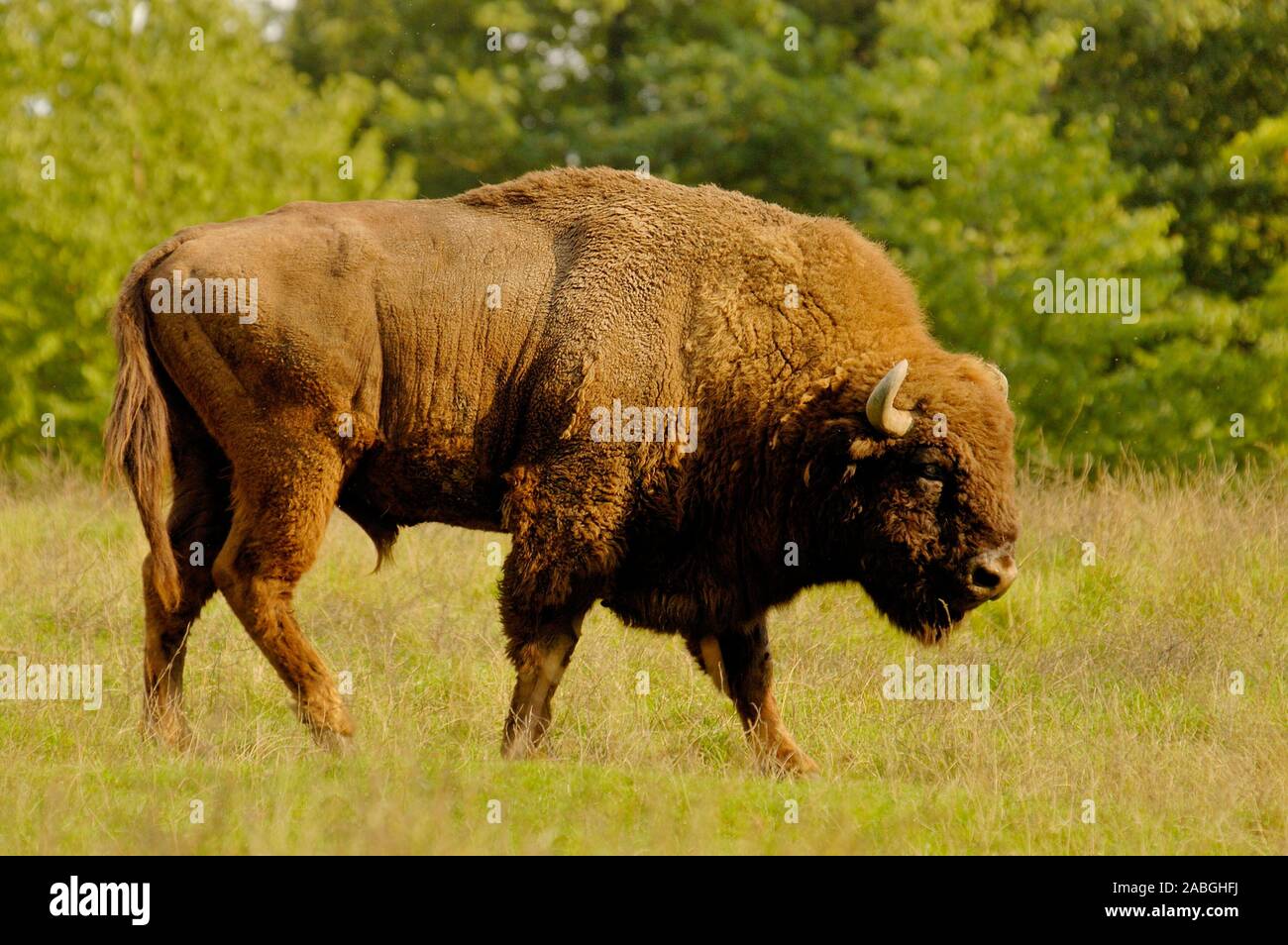 Tiere, Saeugetiere, Wisent, Bulle, im Dickicht, European Bison, (Bison ...