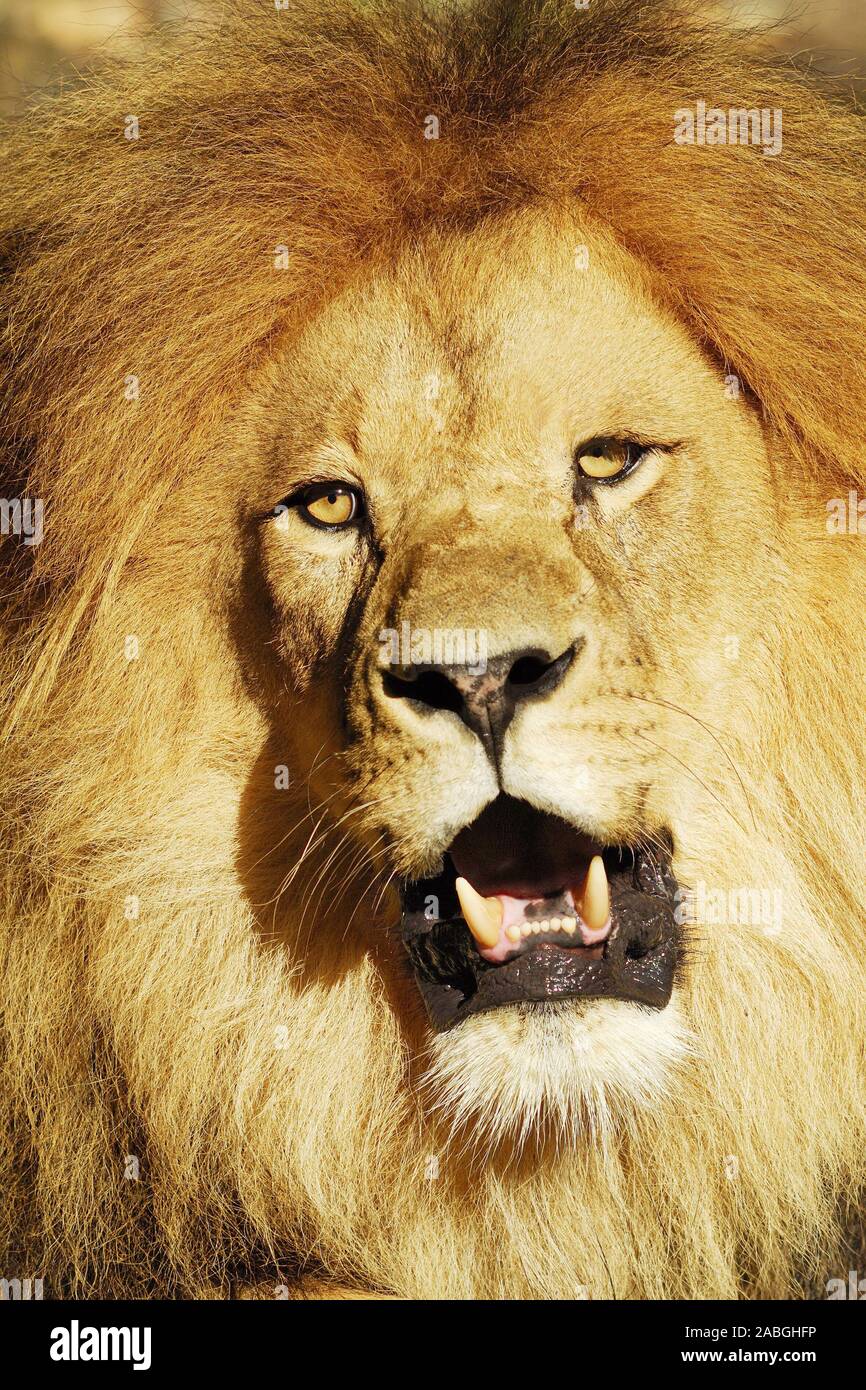 Loewe / Panthera leo / Lion / Prachtvoller Maehnenloewe / Etosha NP ...