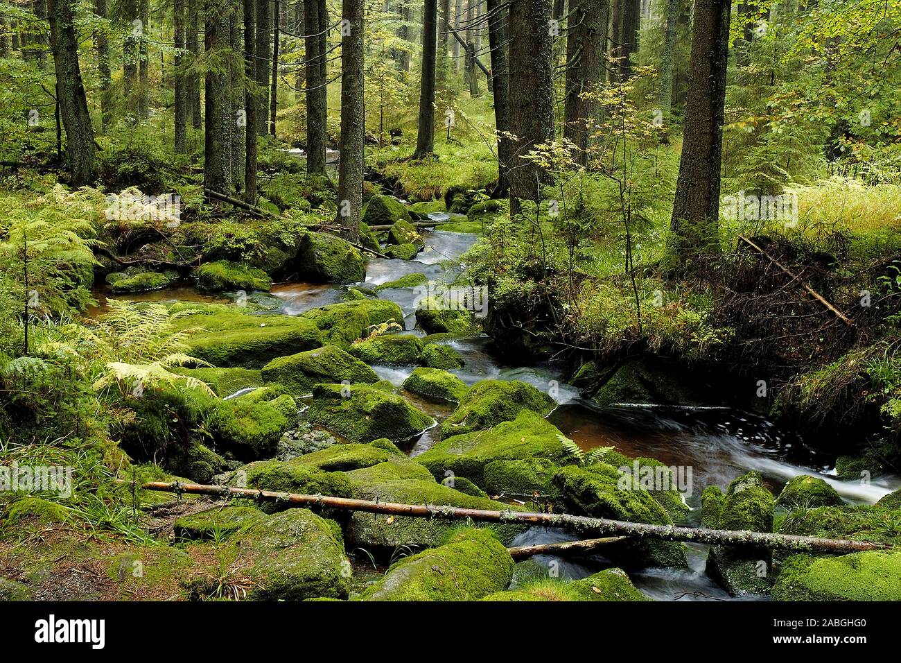 Auwald, Herbstwald, Bayerischer Wald, Bach Stock Photo - Alamy