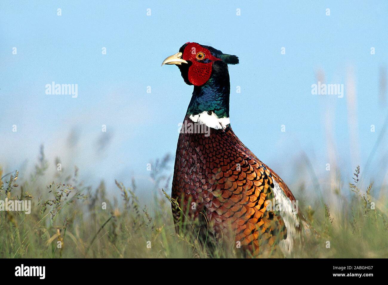 Jagdfasan fasan hi-res stock photography and images - Alamy