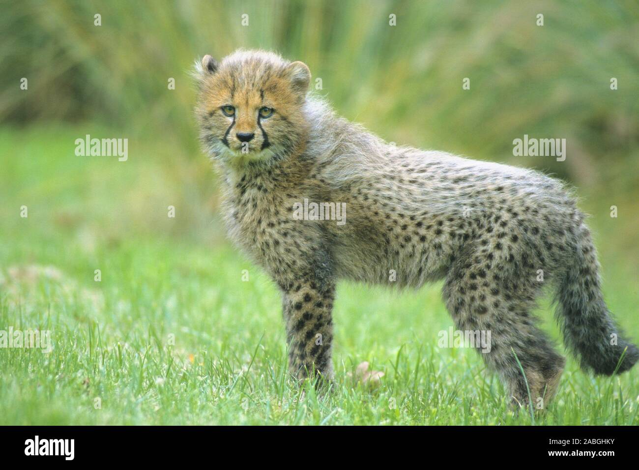 Junger Gepard, Cheetah Stock Photo - Alamy