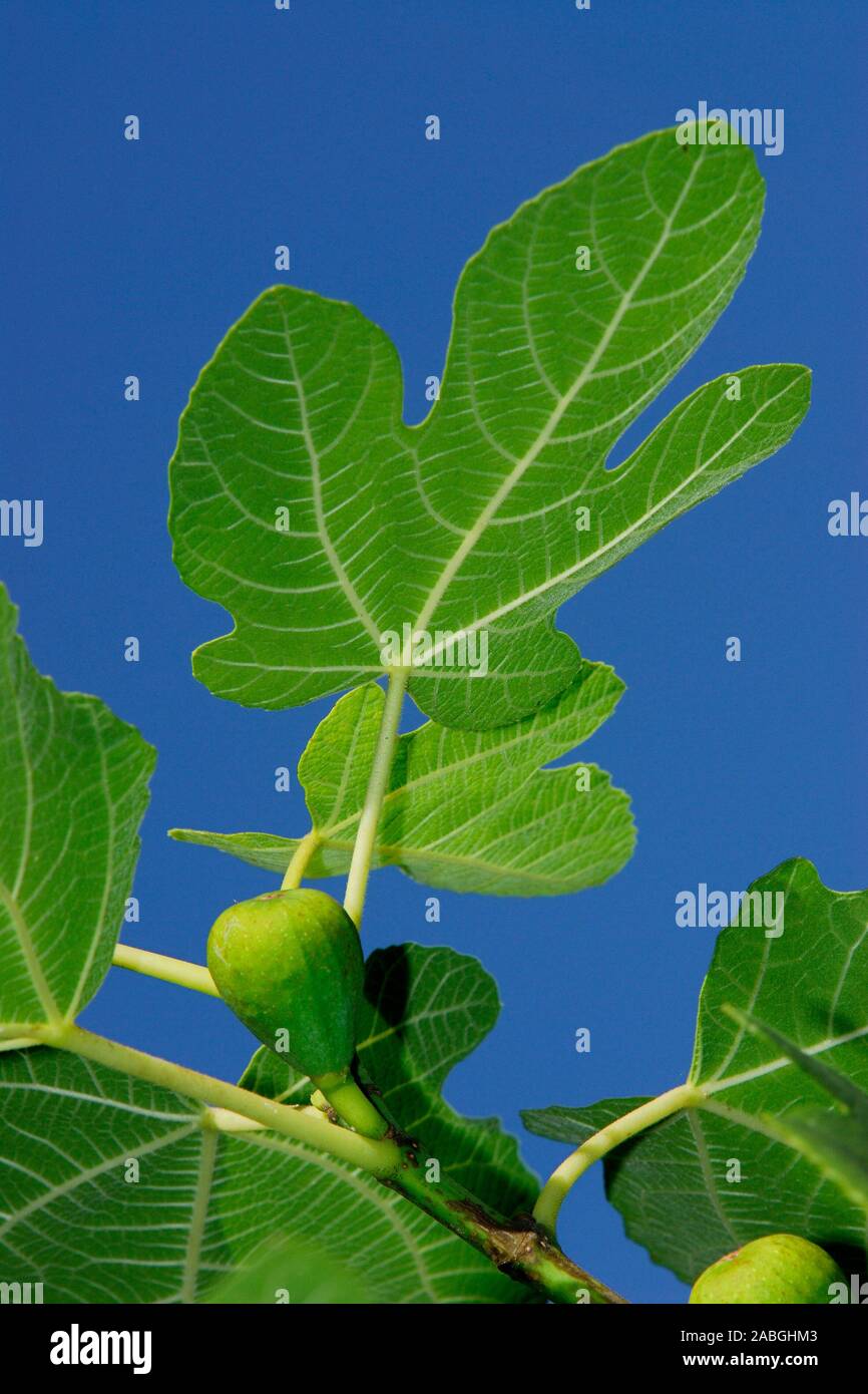 Feige am Baum, Feigenblatt mit Frucht, Echte Feige,Ficus carica Stock ...