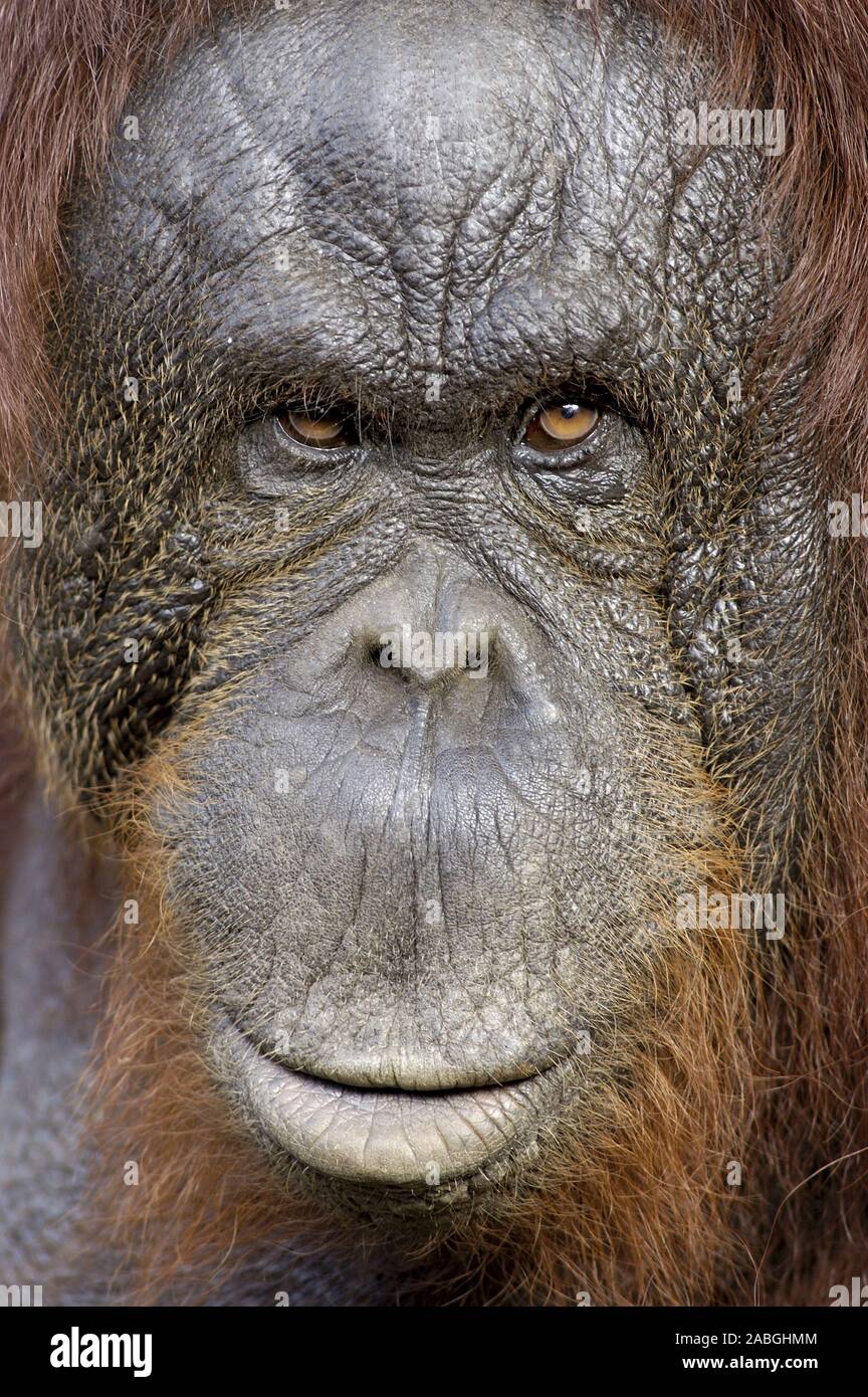 Tiere, Saeugetiere, Affen, Menschenaffen, Orang-Utan, Sumatra Orang ...