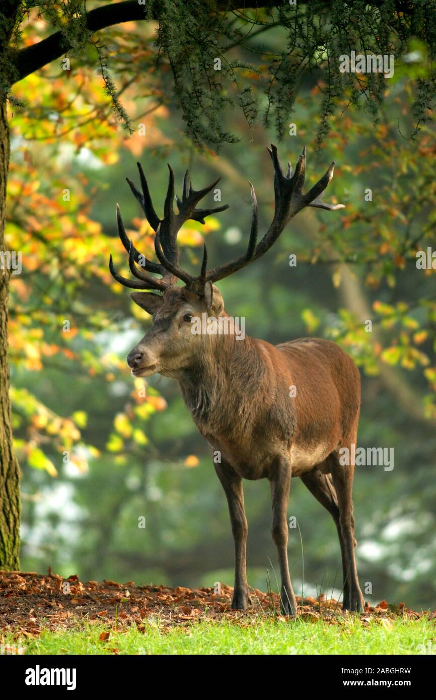 Rothirsch im wald hi-res stock photography and images - Alamy