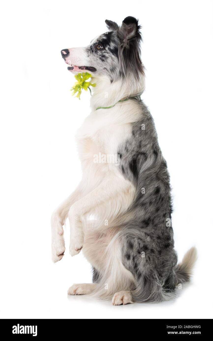 Border collie dog sitting isolated on white Stock Photo - Alamy