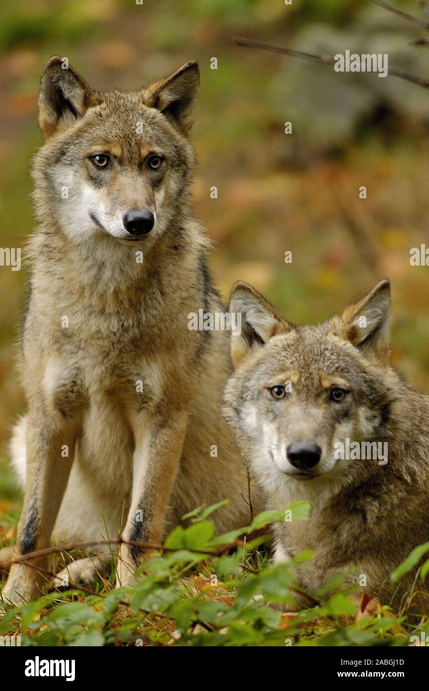 Wolf im wald hi-res stock photography and images - Alamy