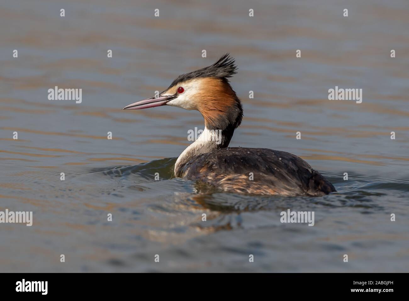 Great Crested Grebe Swimming Stock Photo - Alamy
