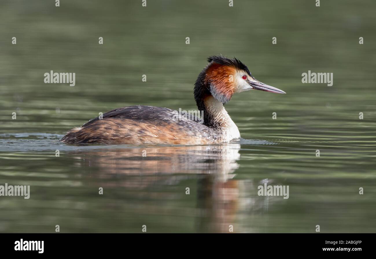 Great Crested Grebe Swimming Stock Photo - Alamy