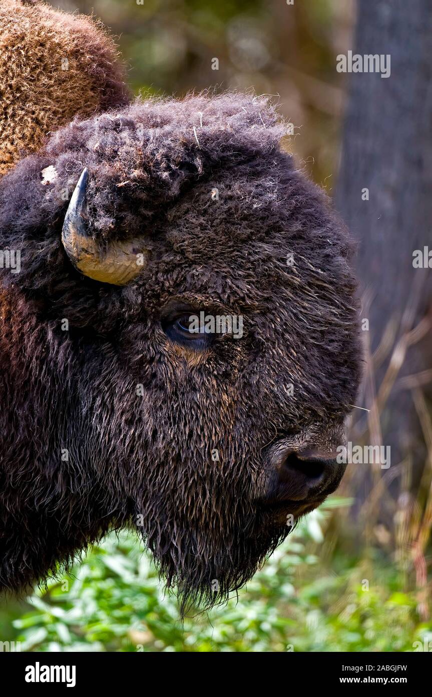 Bison head shot portrait Stock Photo - Alamy