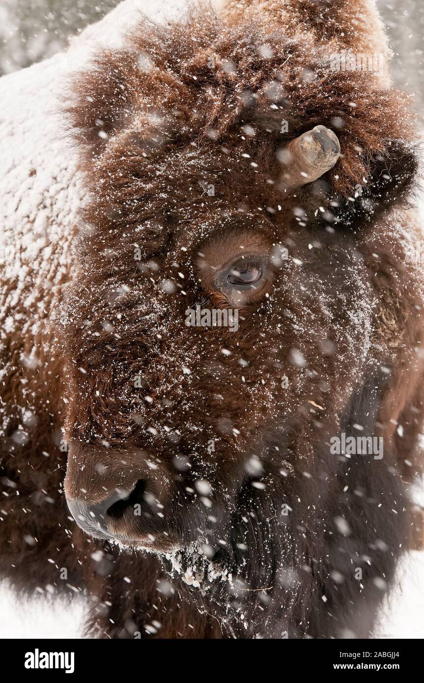Bison head on hi-res stock photography and images - Alamy
