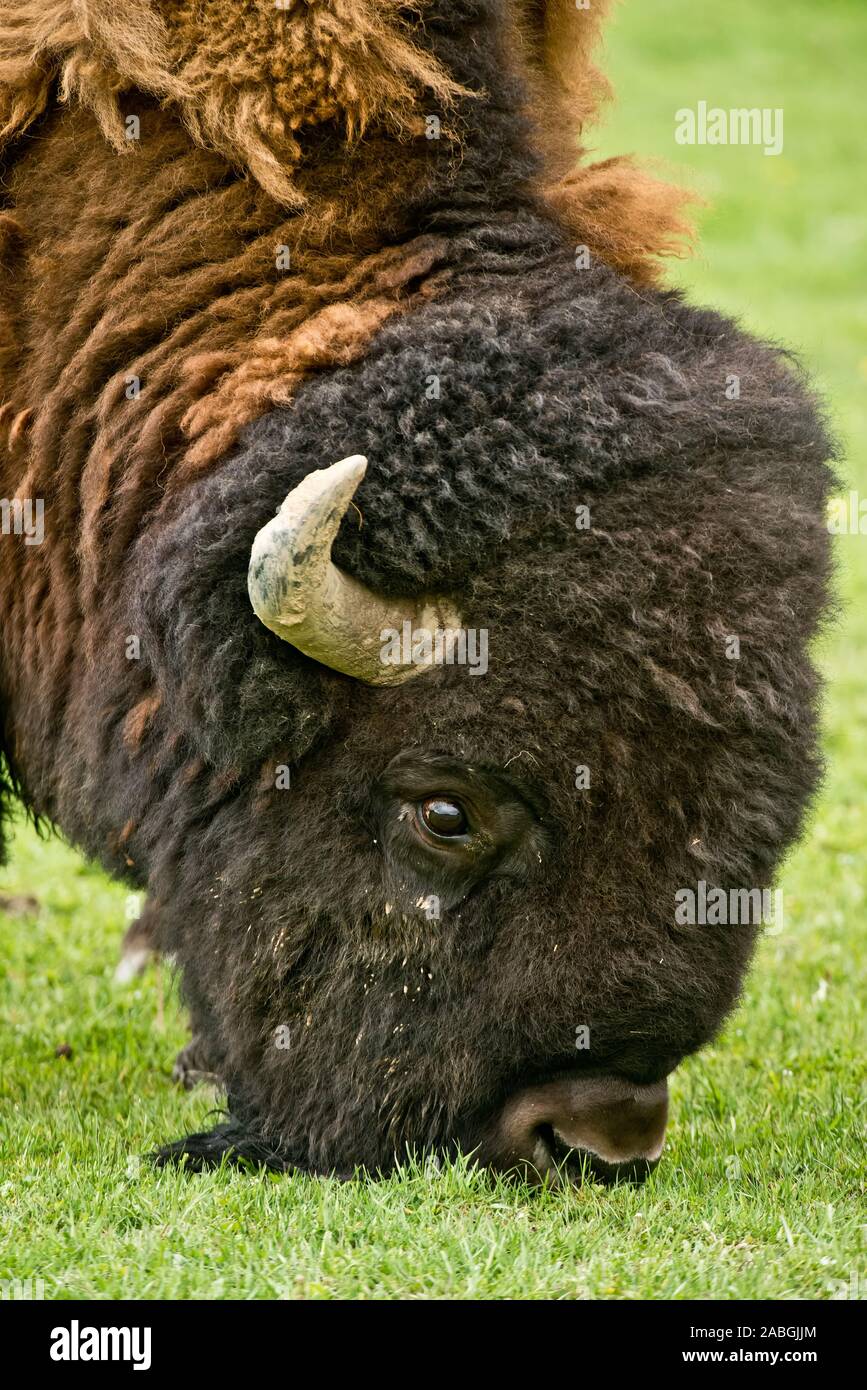 Eating bison hi-res stock photography and images - Alamy