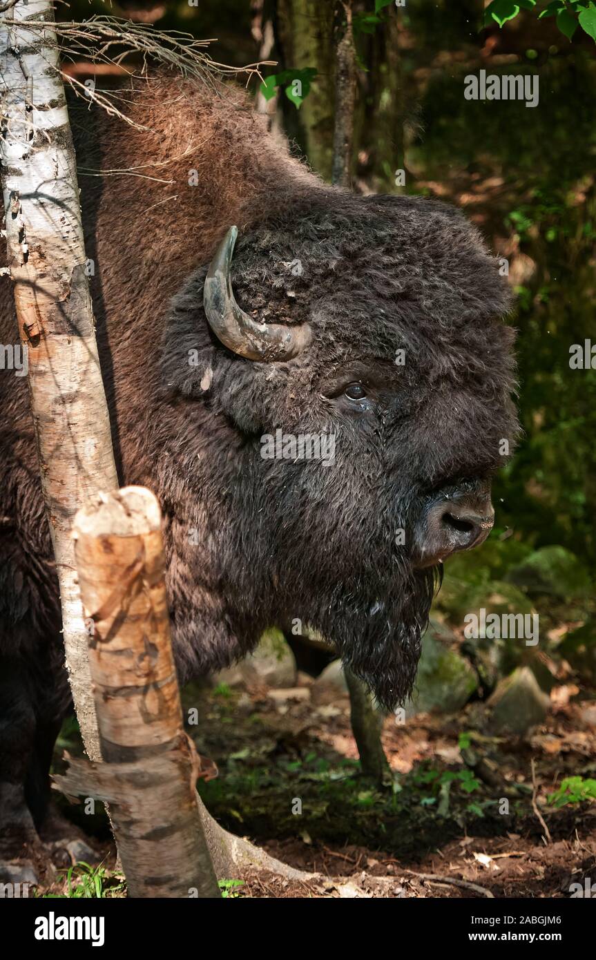 Male Bison standing beside a tree trunk Stock Photo - Alamy