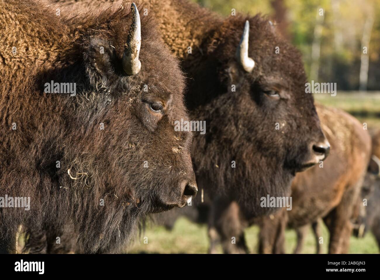 Portrait of two bison standing beside each other Stock Photo - Alamy