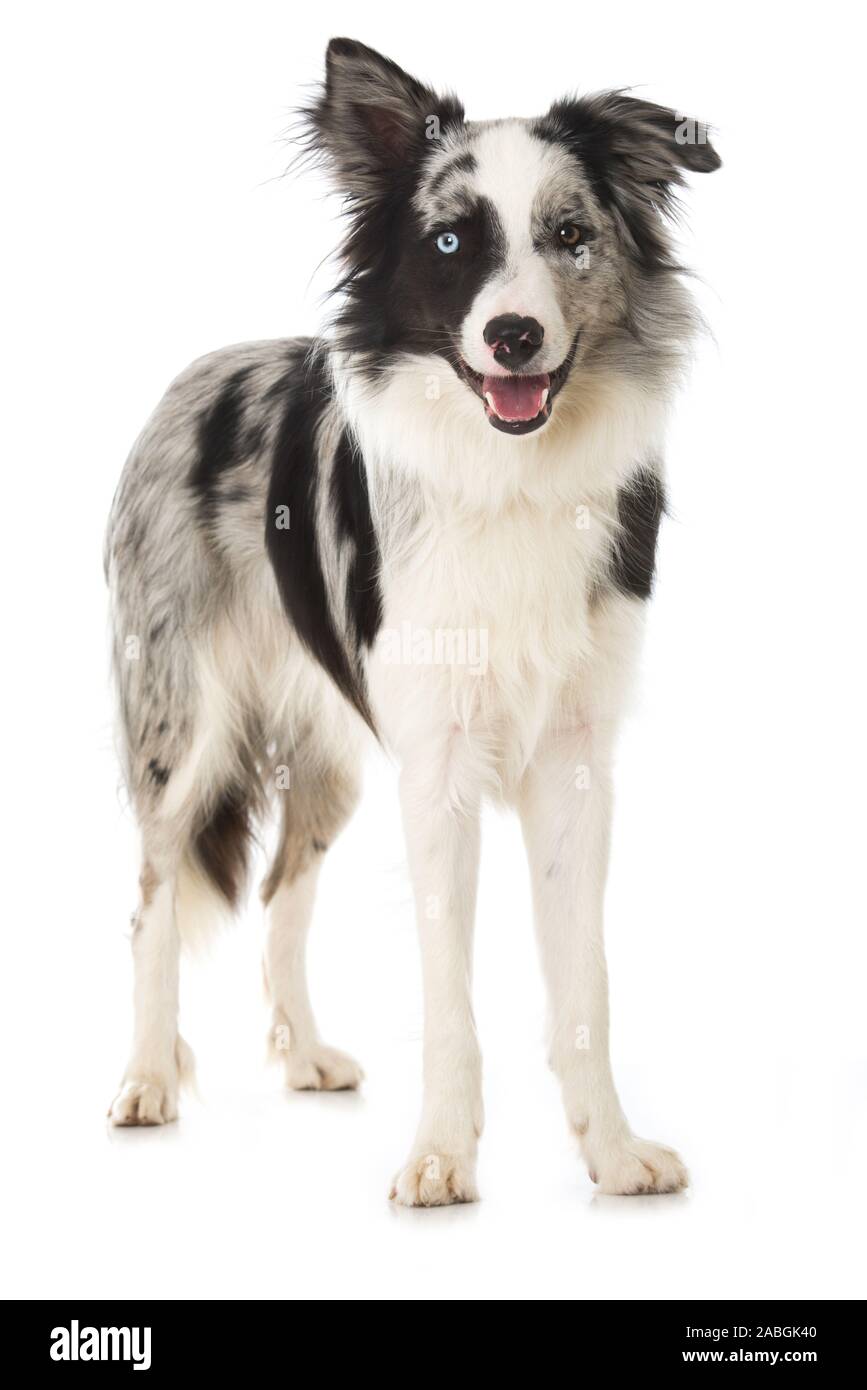 Border collie dog standing isolated on white Stock Photo - Alamy