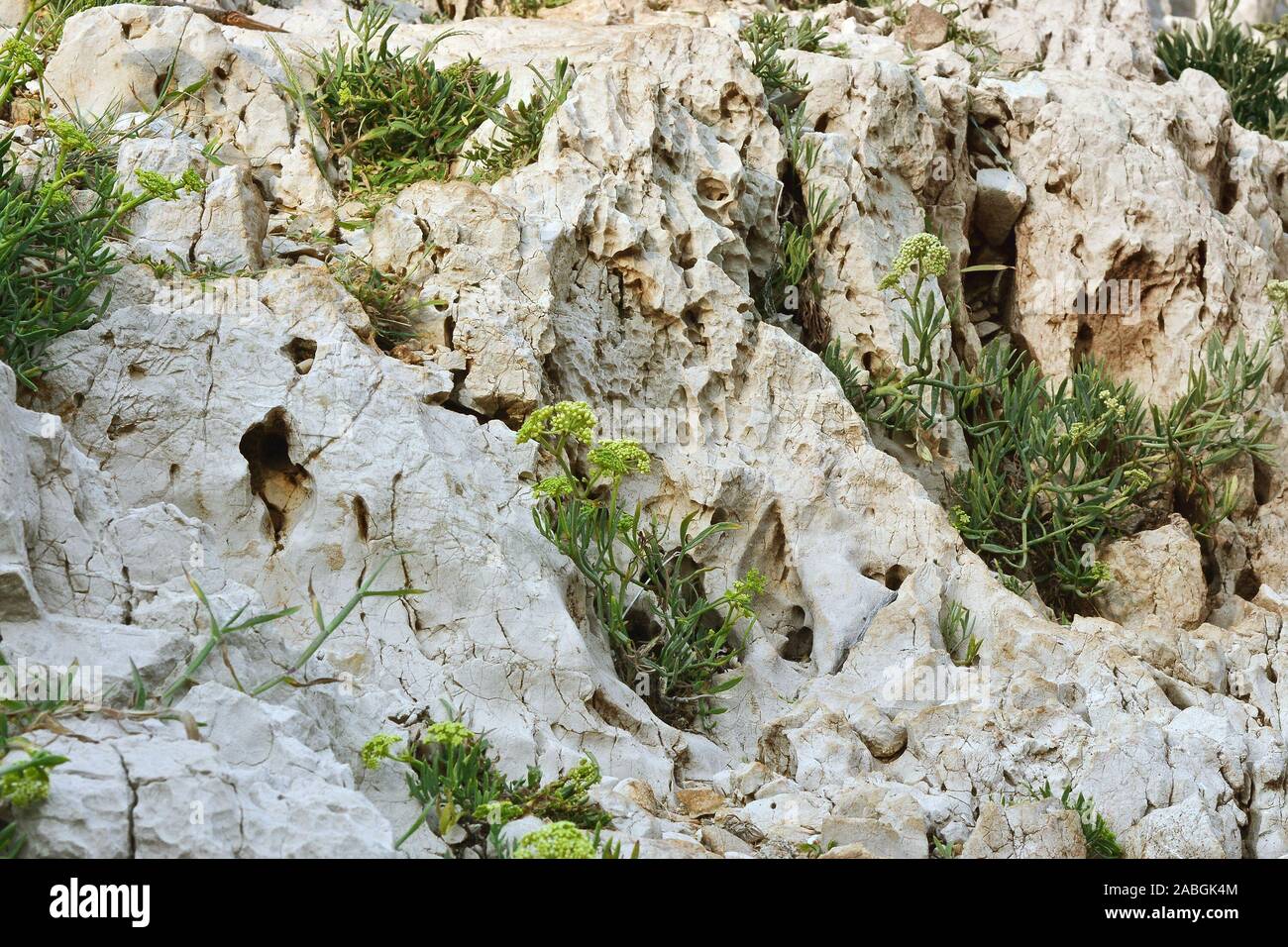 Flowers growing in rock crevice hi-res stock photography and images - Alamy