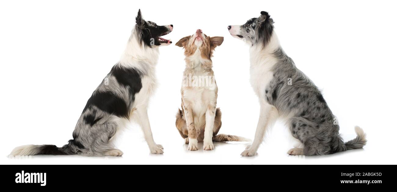 Three border collies isolated on white background Stock Photo - Alamy